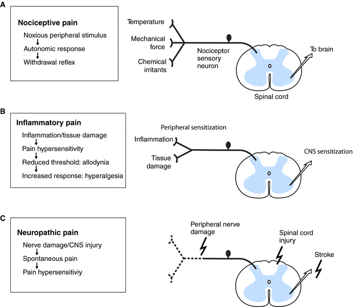 우리는 어떻게 통증을 느낄까? 통증의 종류와 기전 - 유해 수용성 통증 nociceptive pain, 체성통 somatic ...