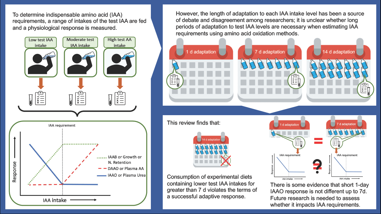 Amino Acid Oxidation Methods To Determine Amino Acid Requirements Do We Require Lengthy