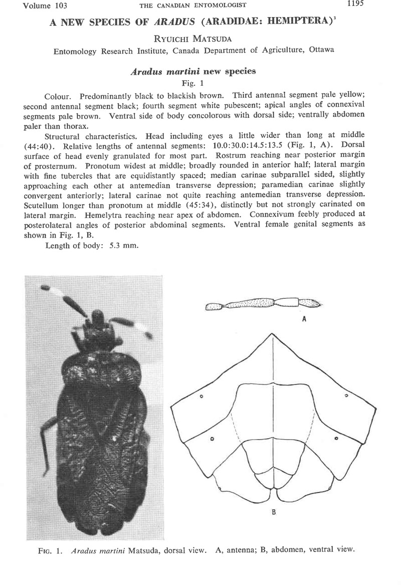 A NEW SPECIES OF ARADUS (ARADIDAE: HEMIPTERA) | The Canadian ...