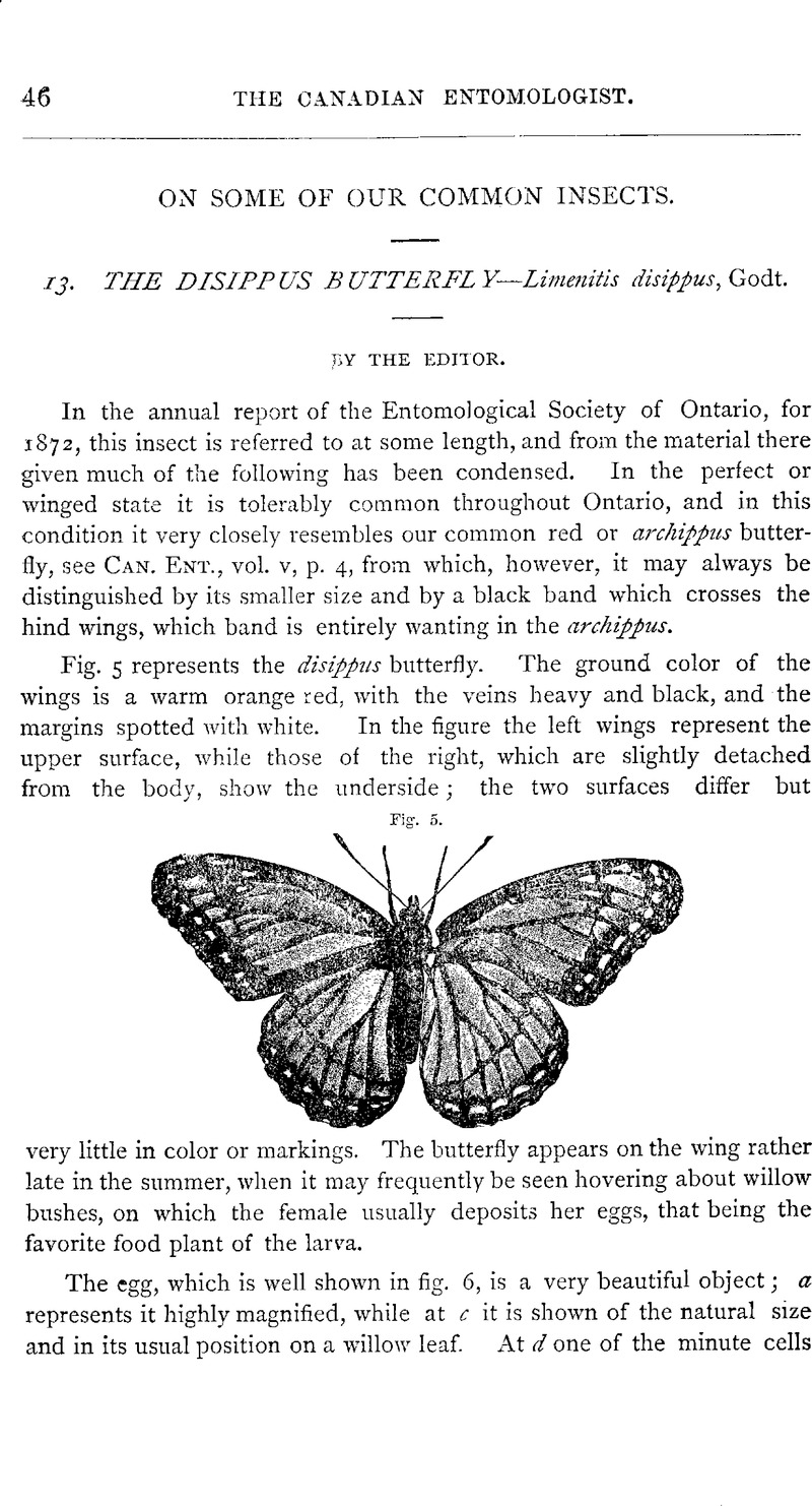 ON SOME OF OUR COMMON INSECTS.: 13. THE DISIPPUS BUTTERFLY—Limenitis ...