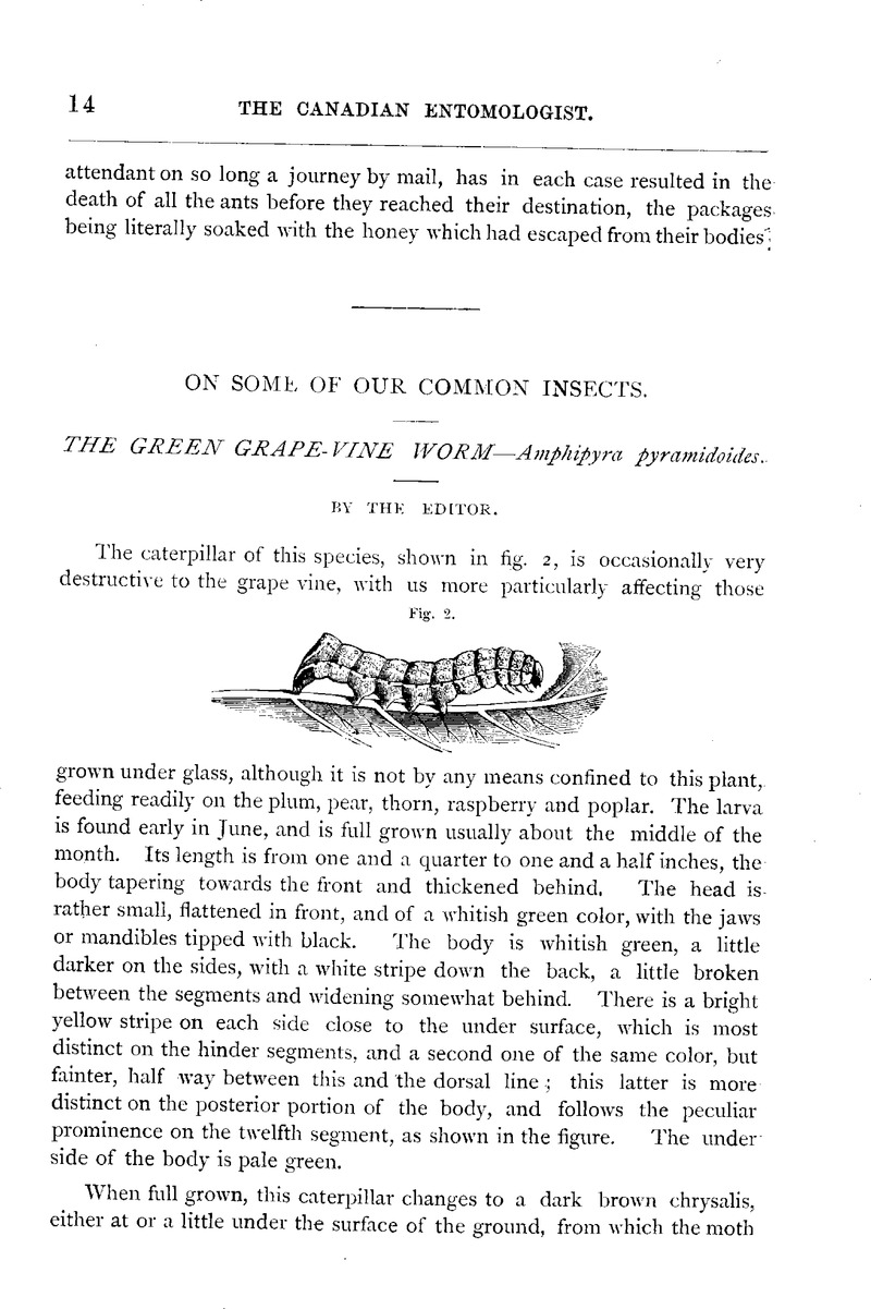 ON SOME OF OUR COMMON INSECTS.: THE GREEN GRAPE-VINE WORM—Amphipyra ...