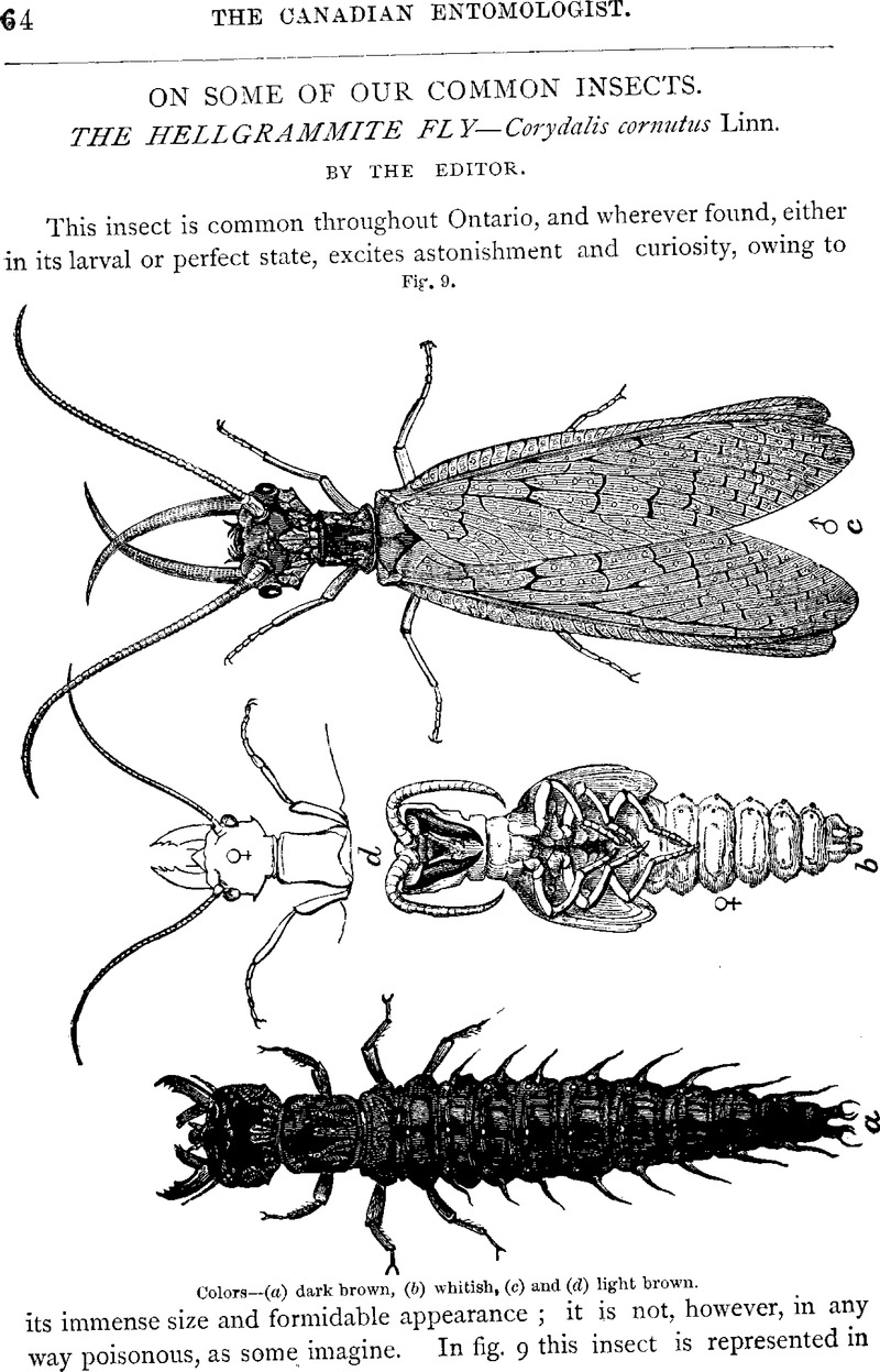 ON SOME OF OUR COMMON INSECTS. THE HELLGRAMMITE FLY—Corydalis cornutus ...
