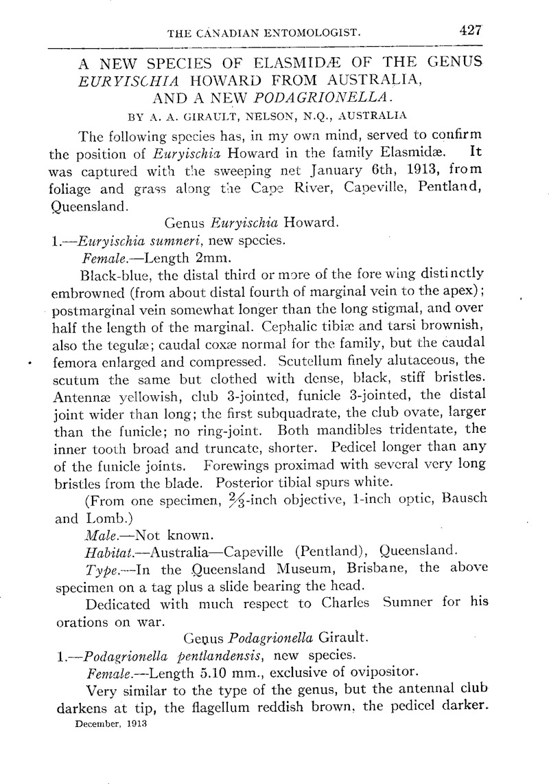 A NEW SPECIES OF ELASMIDÆ OF THE GENUS EURYISCHIA HOWARD FROM AUSTRALIA ...