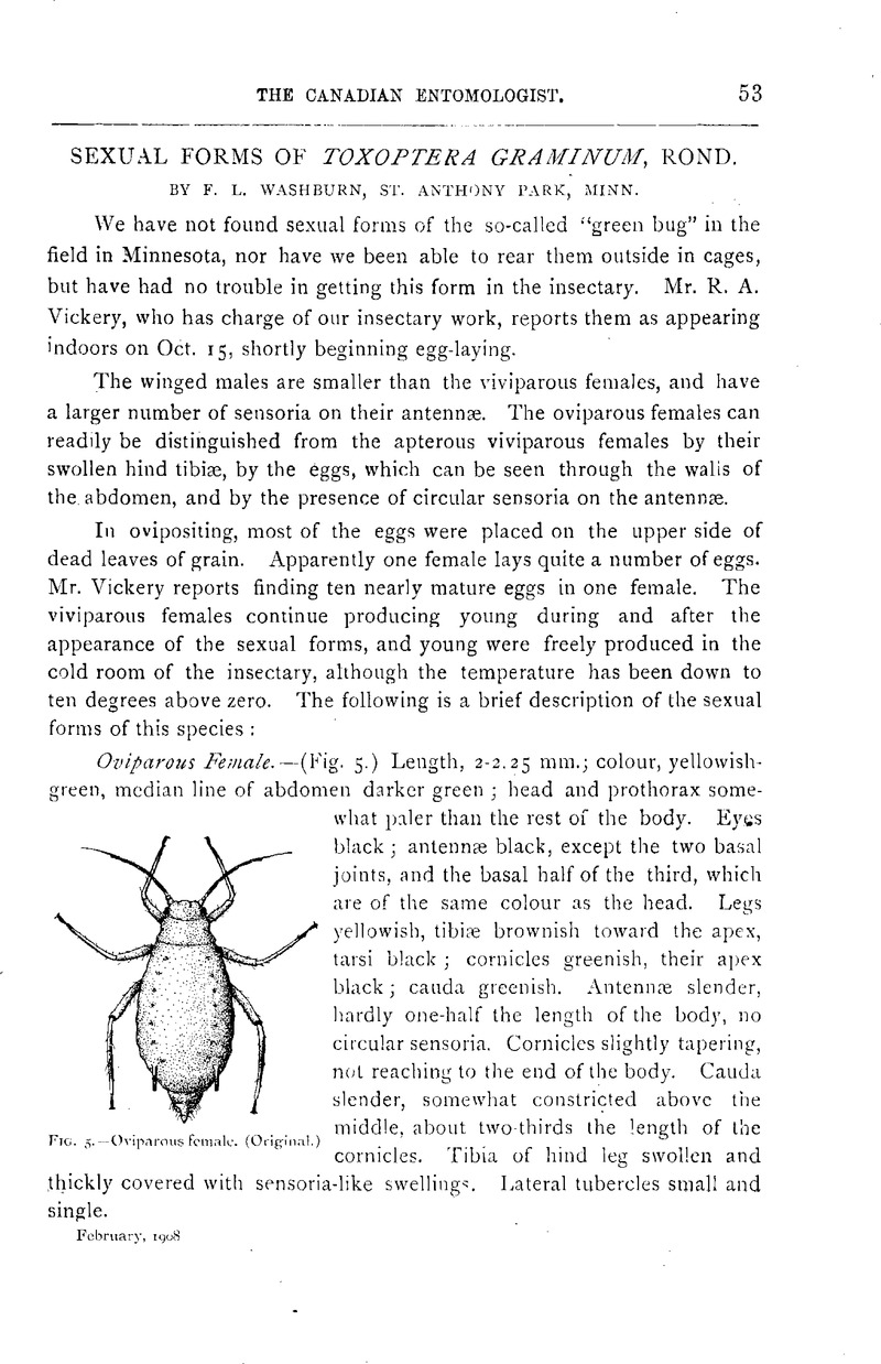 SEXUAL FORMS OF TOXOPTERA GRAMINUM, ROND. | The Canadian Entomologist ...