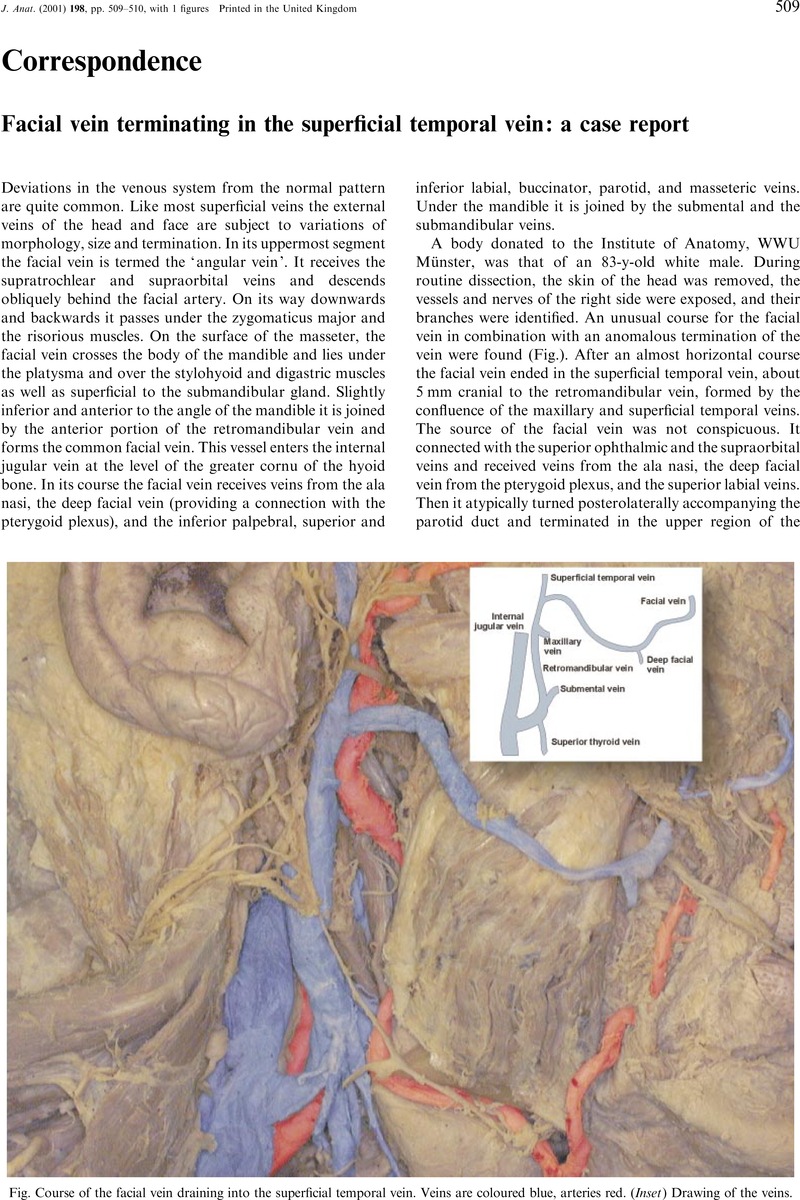 Superficial Temporal Vein