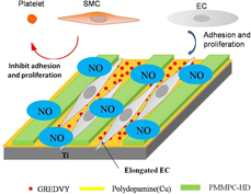 Effects of biomimetic micropattern on titanium deposited with PDA/Cu ...